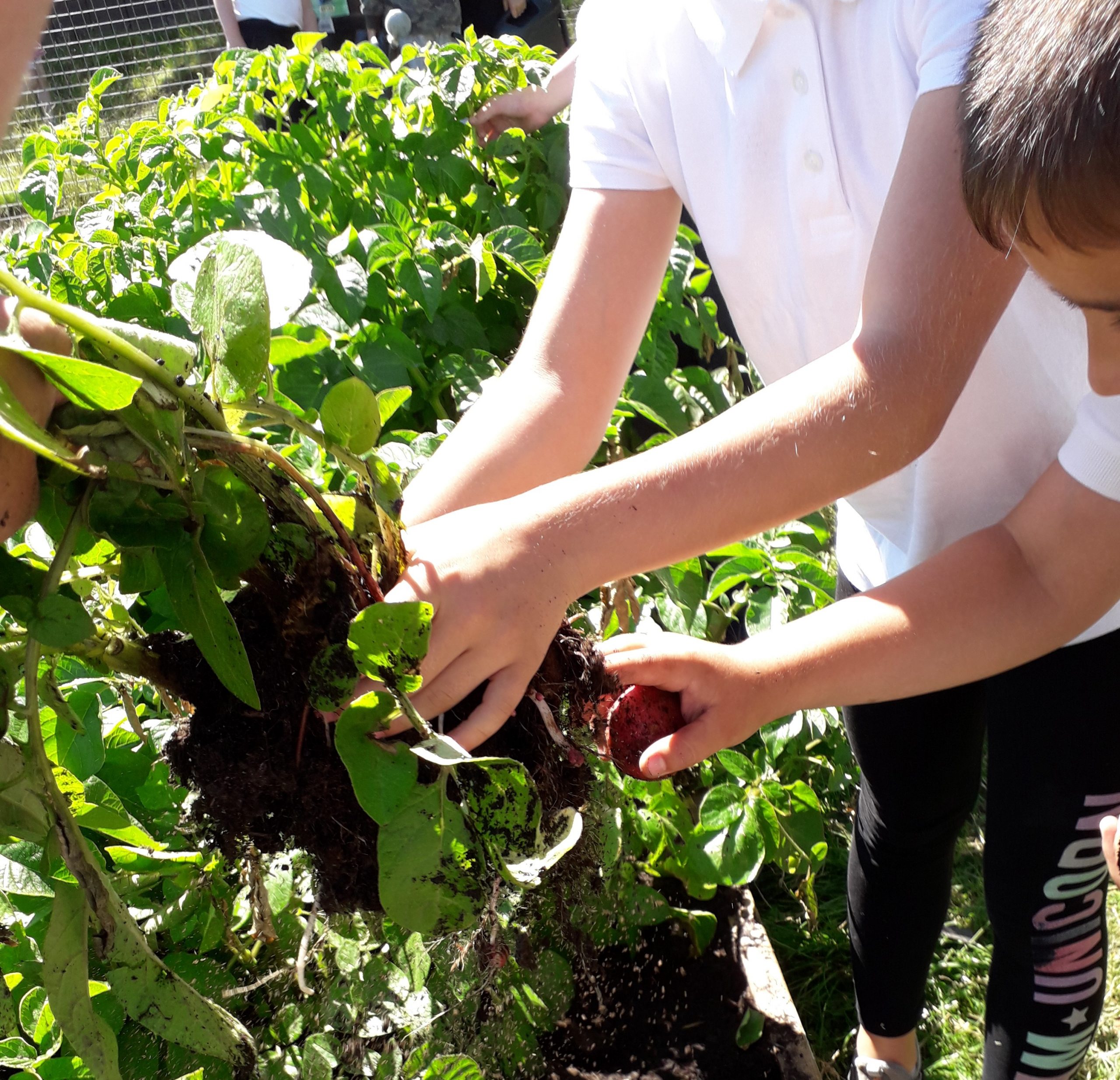 A Green Space - OSF Garden Schools