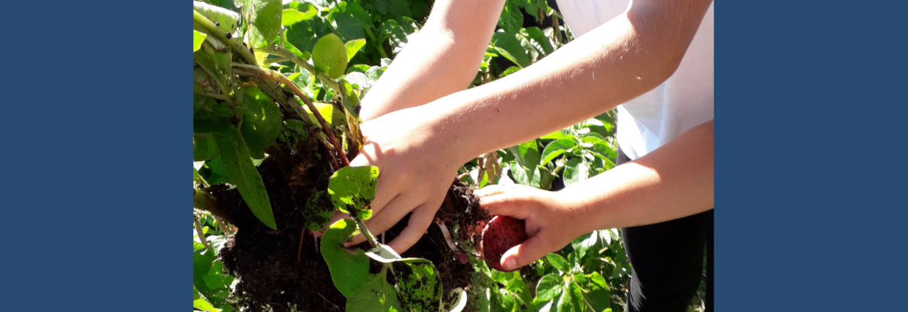 Our Schools - OSF Garden Schools