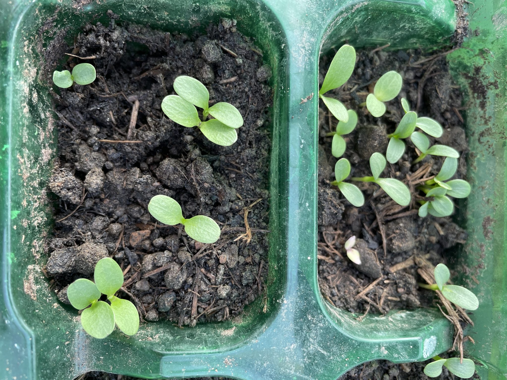 Our Programme - OSF Garden Schools